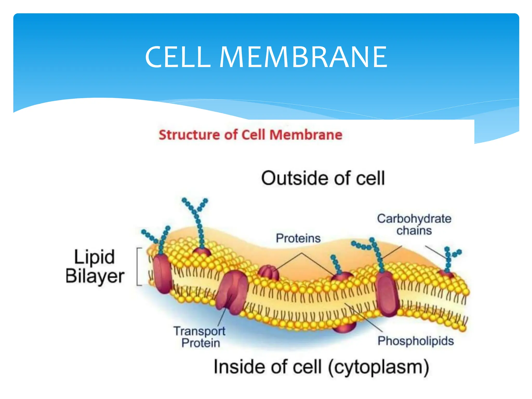Plasma membrane presentation22q222 .pptx
