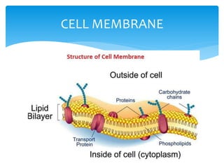 Plasma membrane presentation22q222 .pptx