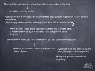 Plasma membrane proteins part 2 | PPT