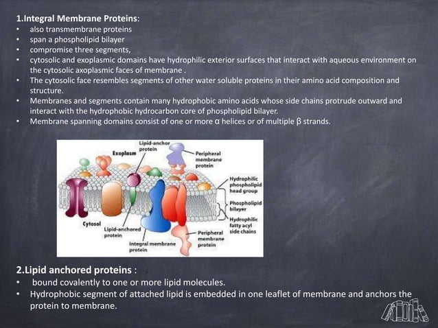 Plasma membrane proteins part 2 | PPT