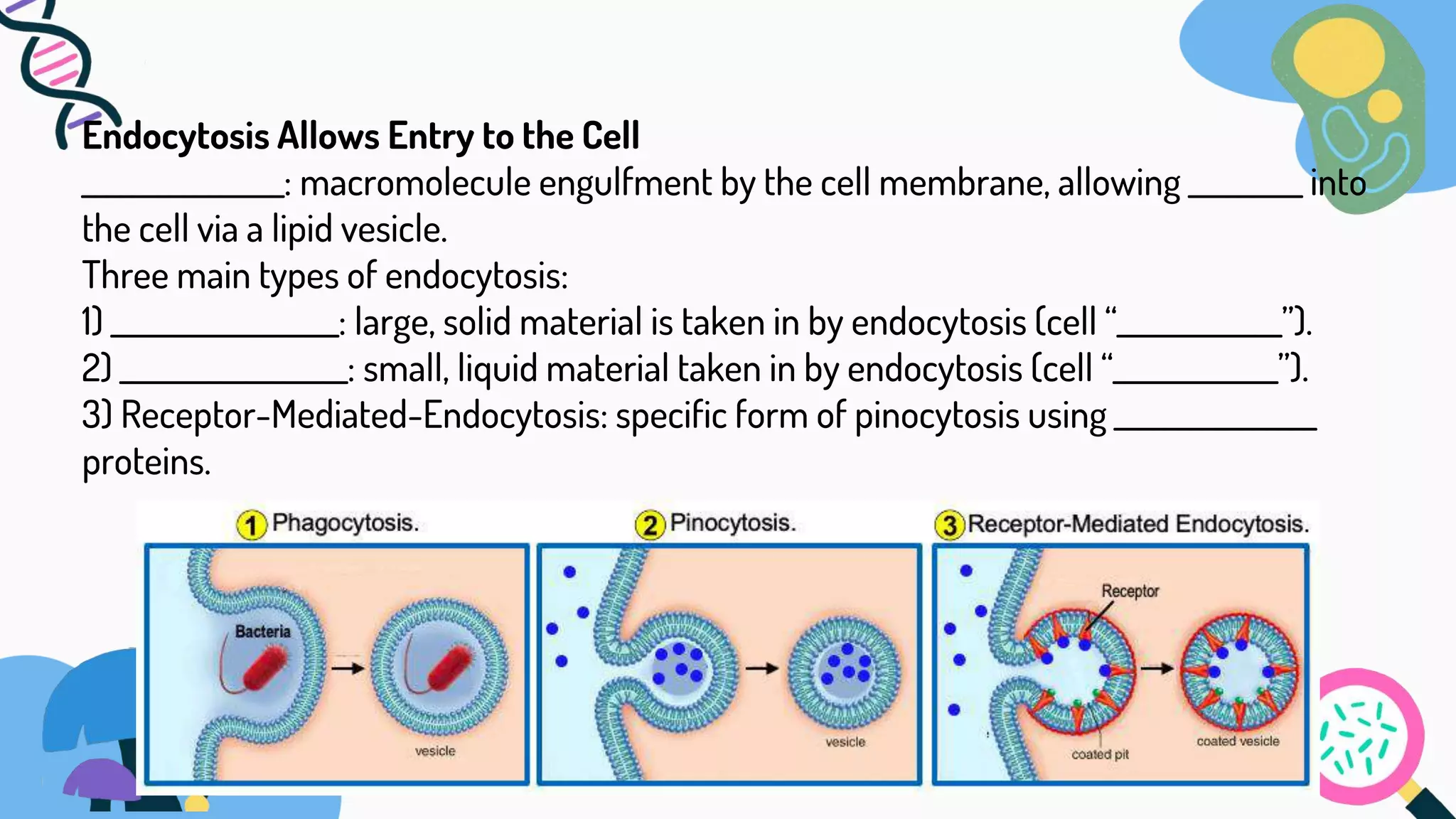 Plasma Membrane Review.pptx
