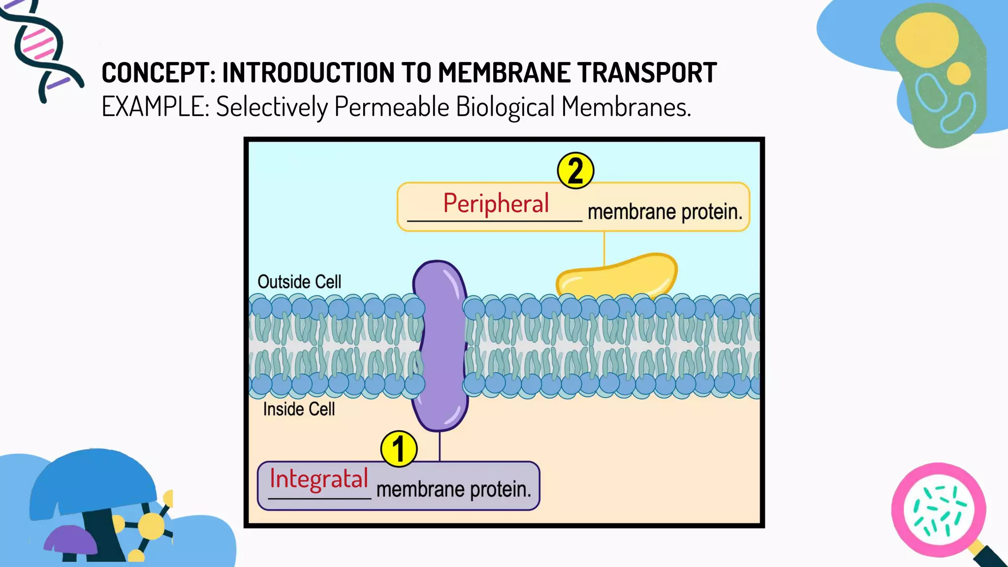 Plasma Membrane Review.pptx