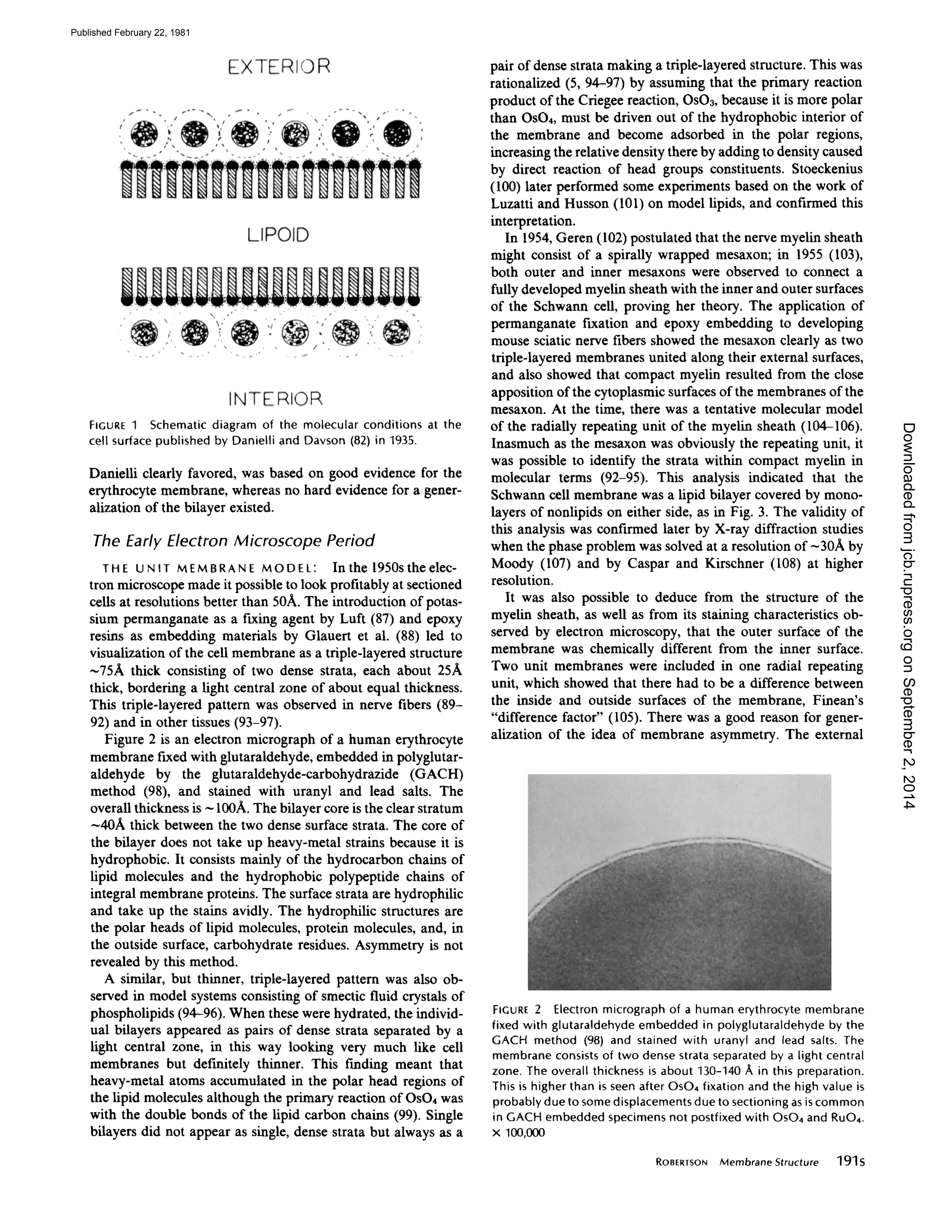 Plasma membrane robertson_jd[1] | PDF