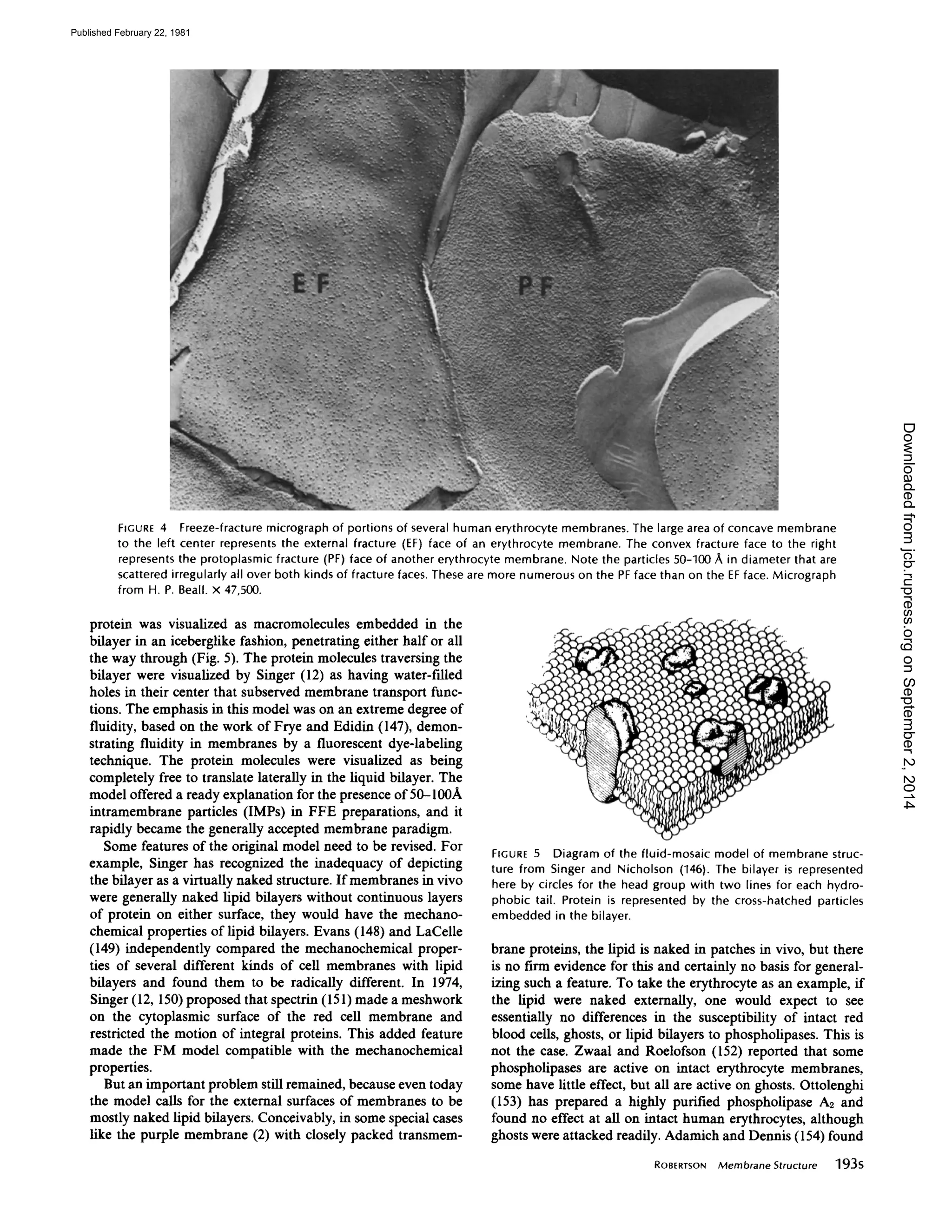 Plasma membrane robertson_jd[1] | PDF