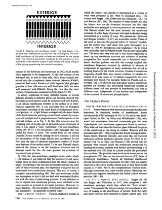 Plasma membrane robertson_jd[1] | PDF