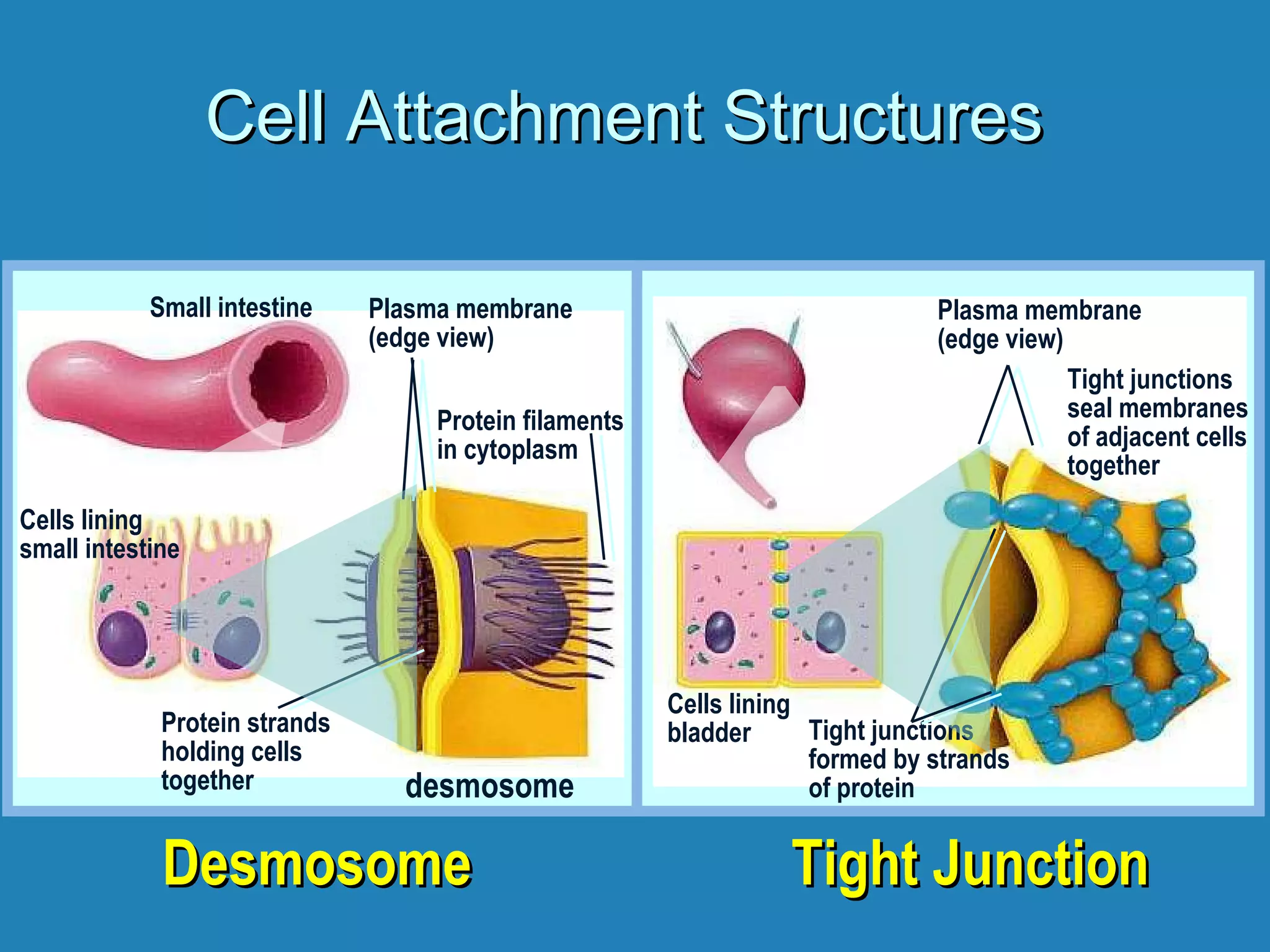 Plasma membrane, structure and function | PPT