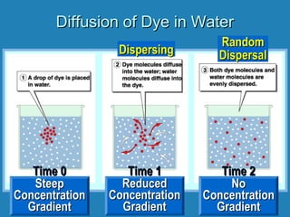 Plasma membrane, structure and function | PPT