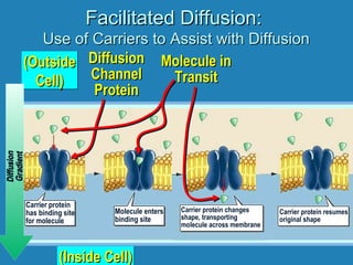 Plasma membrane, structure and function | PPT