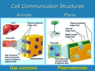 Plasma membrane, structure and function | PPT