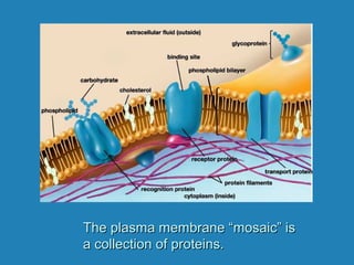 Plasma membrane, structure and function | PPT