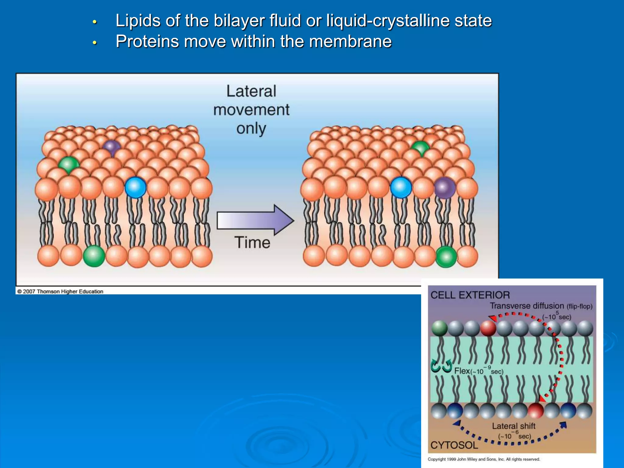 Plasma membrane structure and transport | PPTX | Chemistry | Science