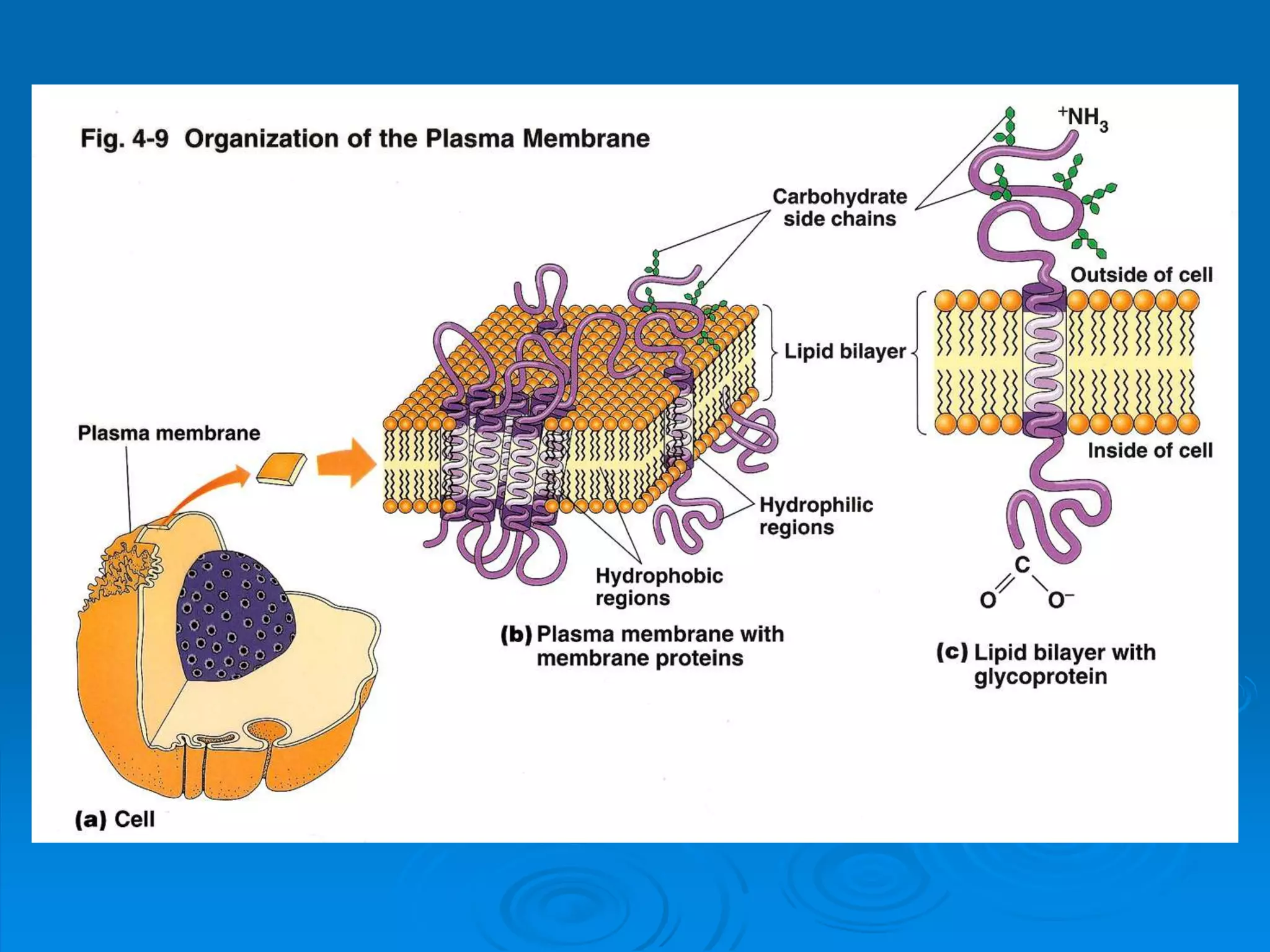 Plasma membrane structure and transport | PPTX | Chemistry | Science