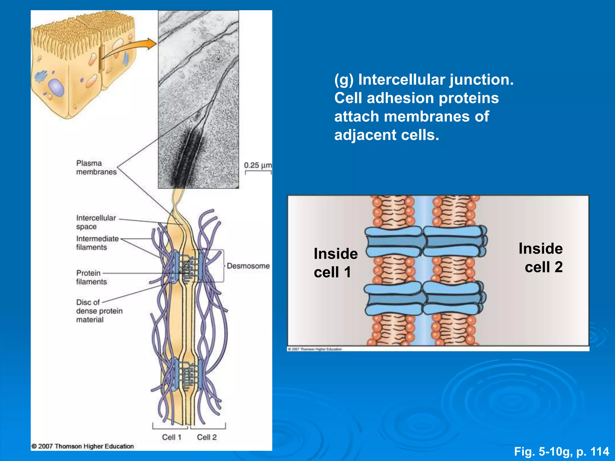 Plasma membrane structure and transport | PPT