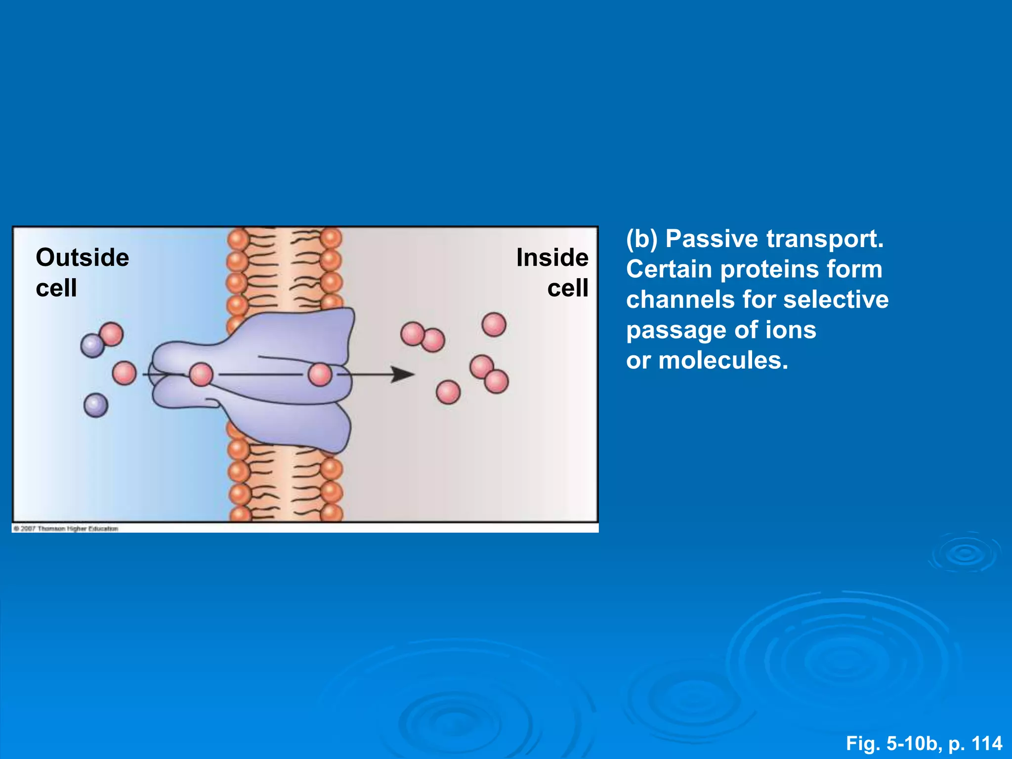 Plasma membrane structure and transport | PPT