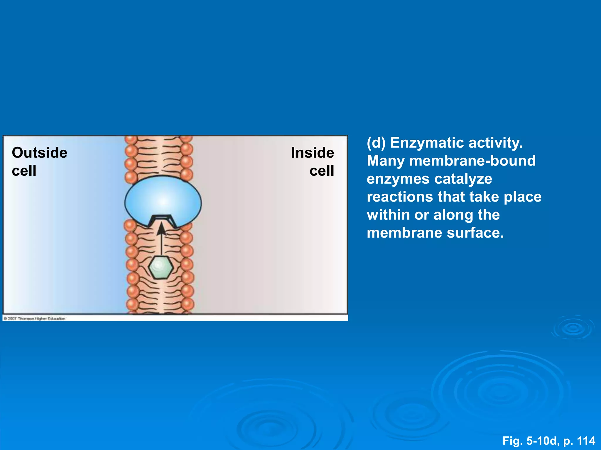 Plasma membrane structure and transport | PPT