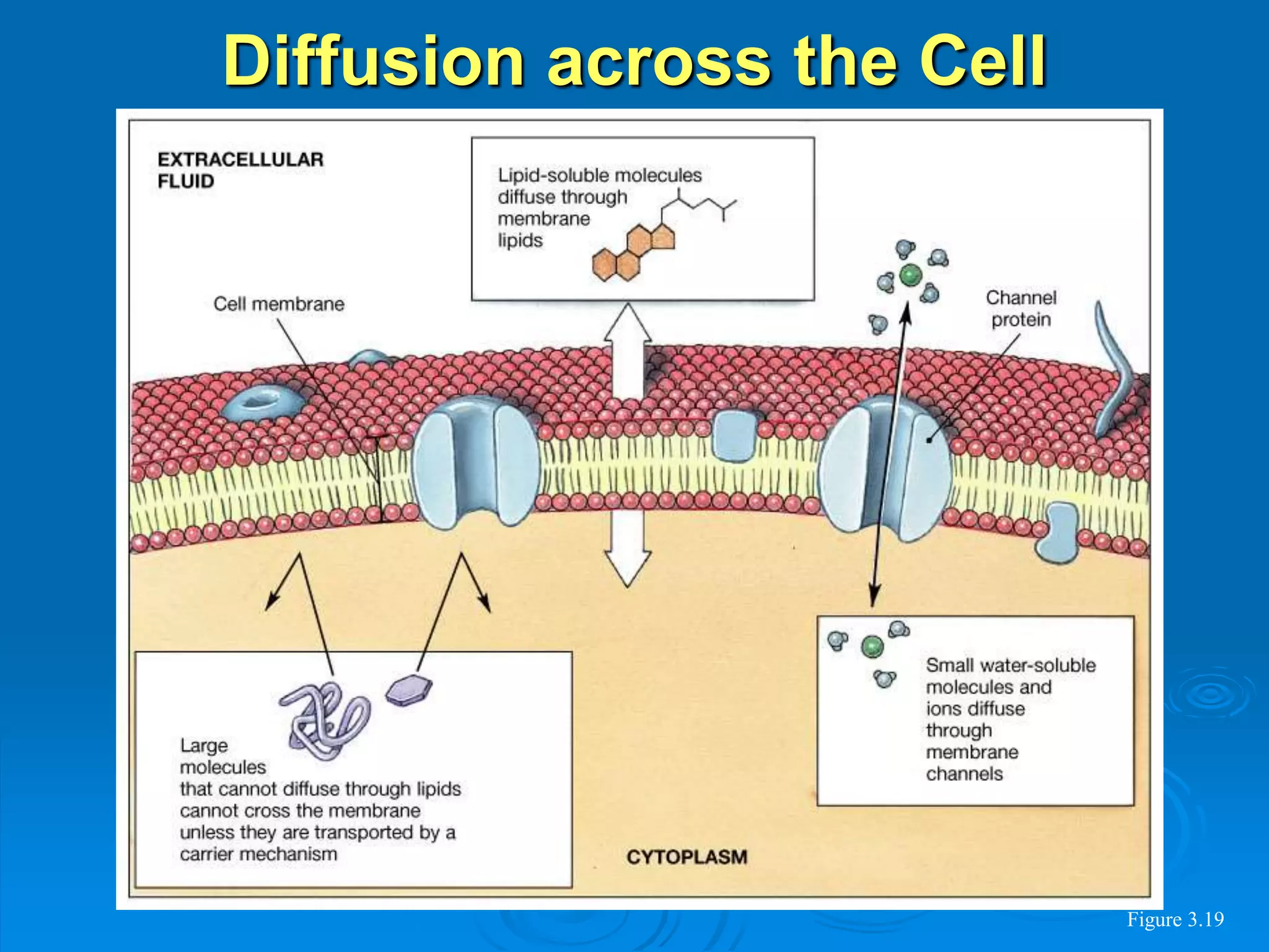 Plasma membrane structure and transport | PPT