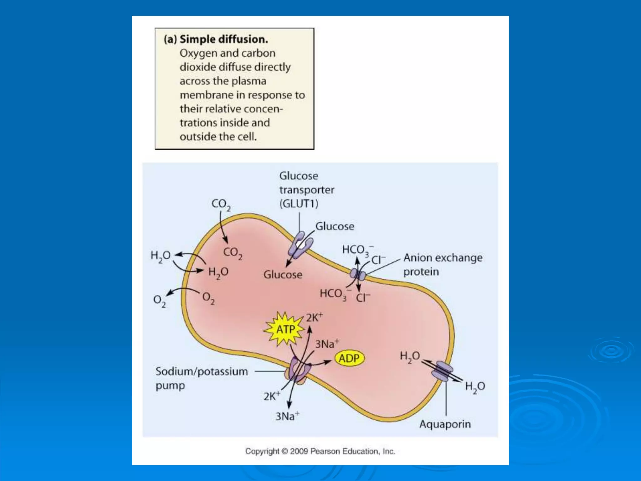 Plasma membrane structure and transport | PPT