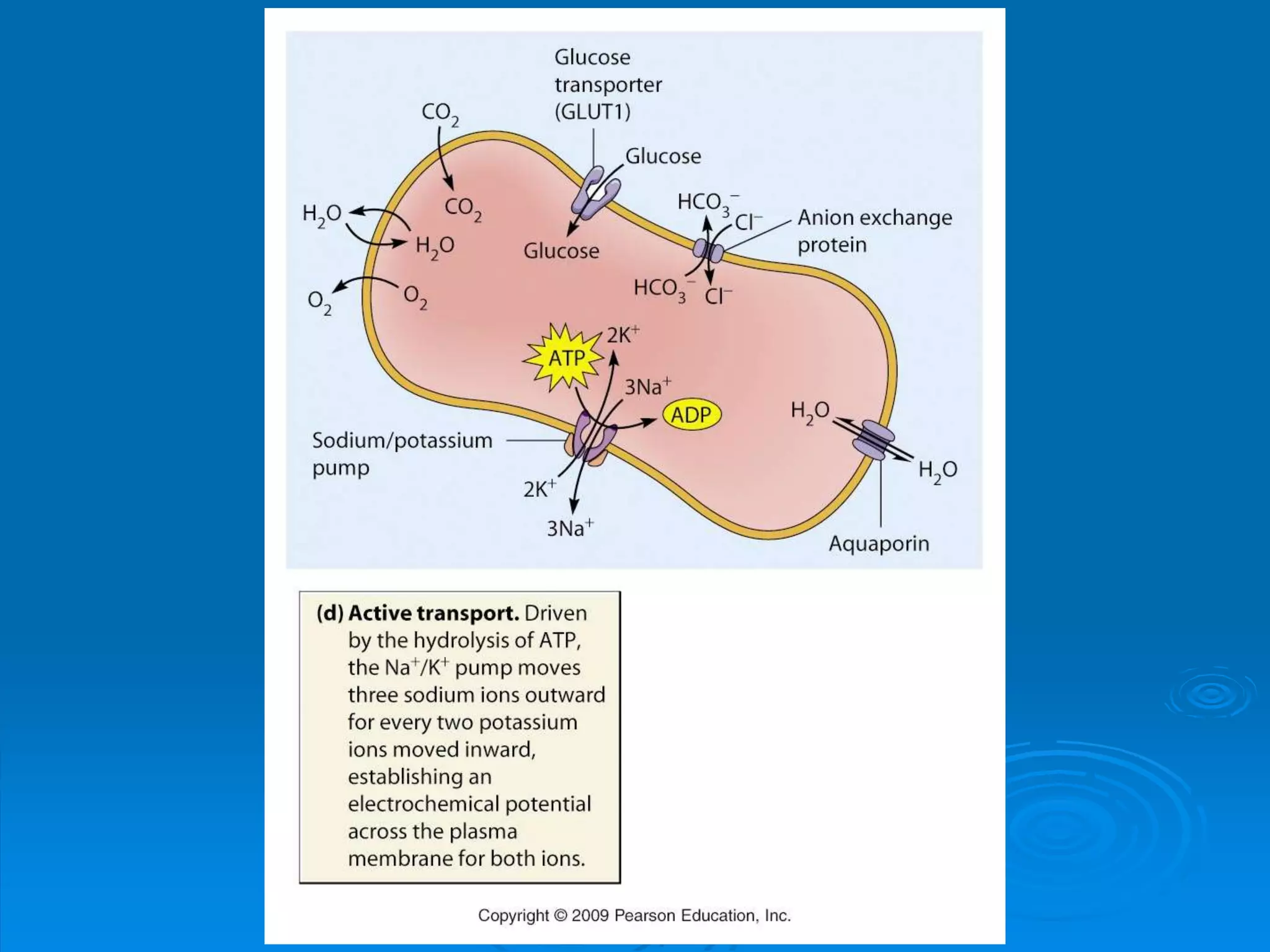 Plasma membrane structure and transport | PPT