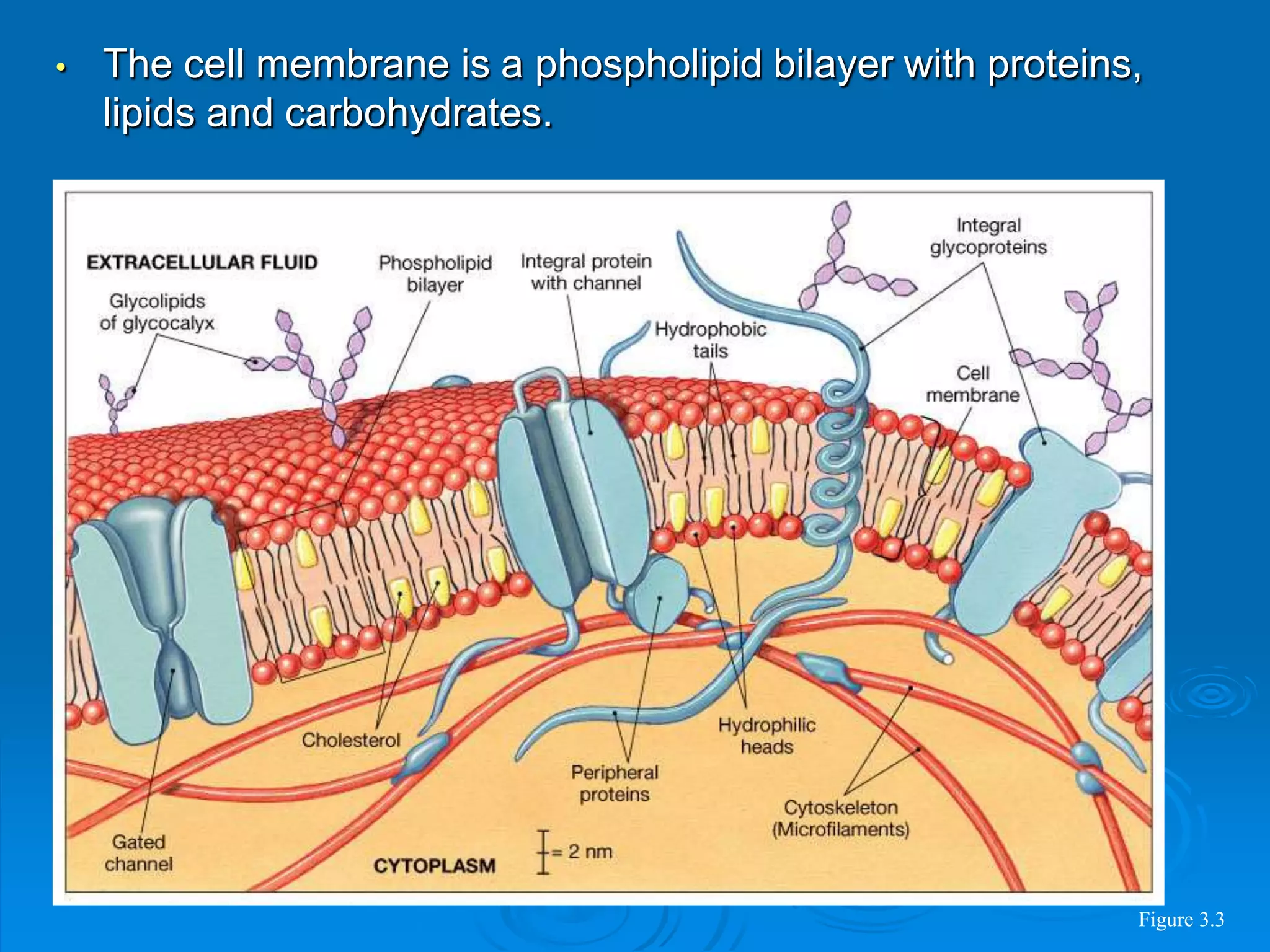 Plasma membrane structure and transport | PPTX | Chemistry | Science