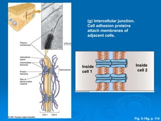 Plasma membrane structure and transport | PPTX