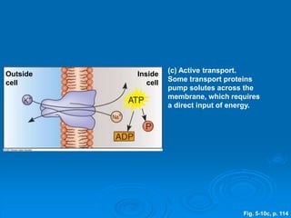 Plasma membrane structure and transport | PPTX