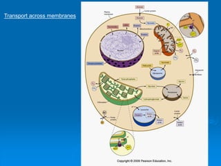 Plasma membrane structure and transport | PPTX