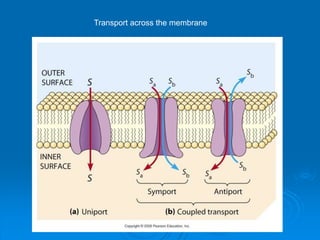 Plasma membrane structure and transport | PPTX