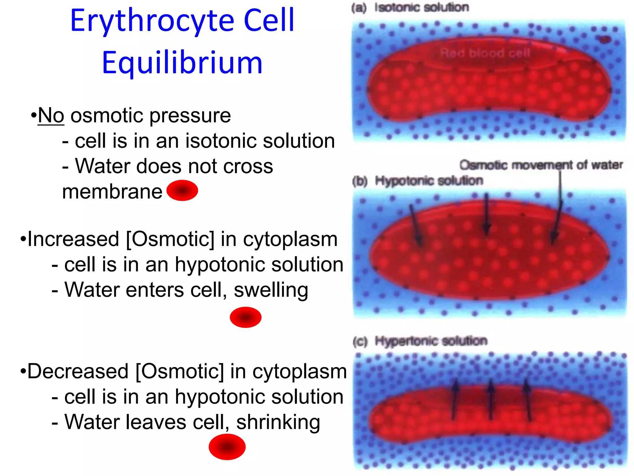 Plasma membrane : cell biology | PPTX