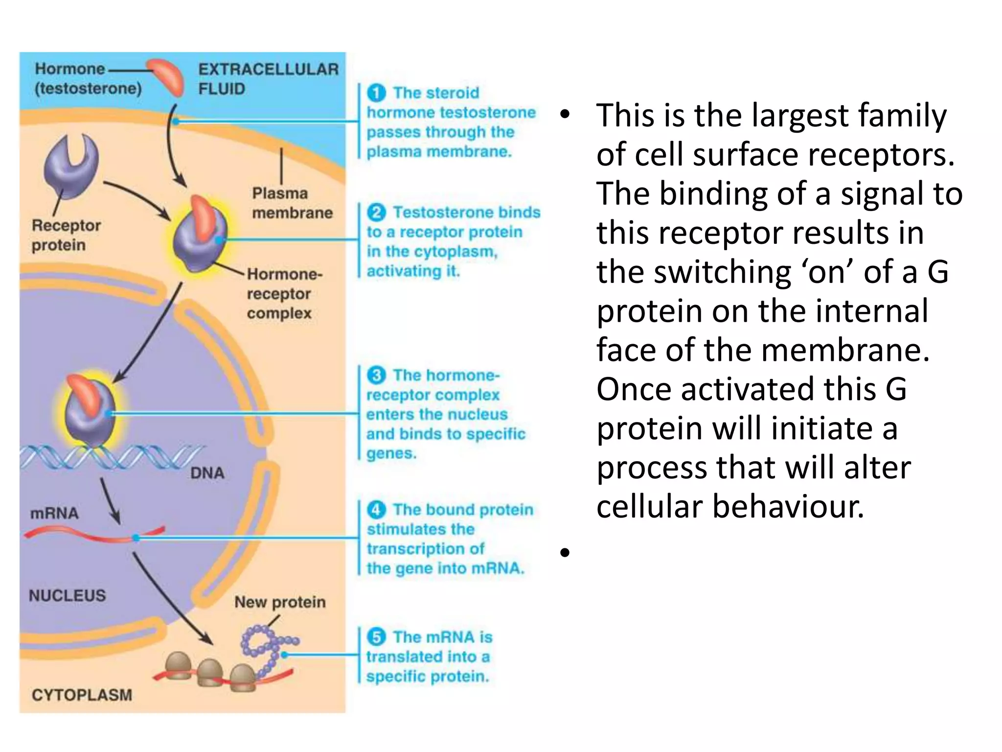 Plasma membrane : cell biology | PPTX