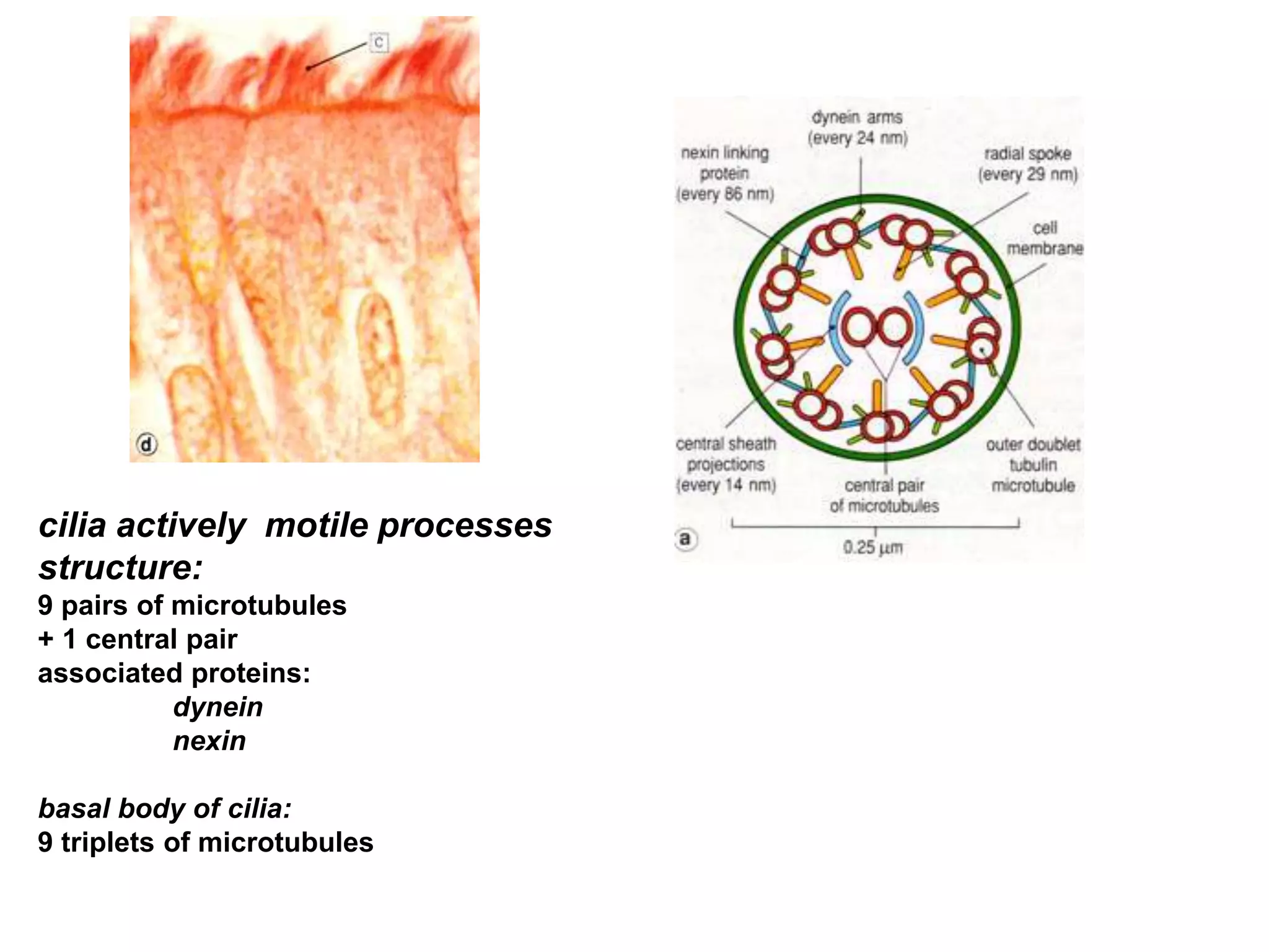Plasma membrane : cell biology | PPTX