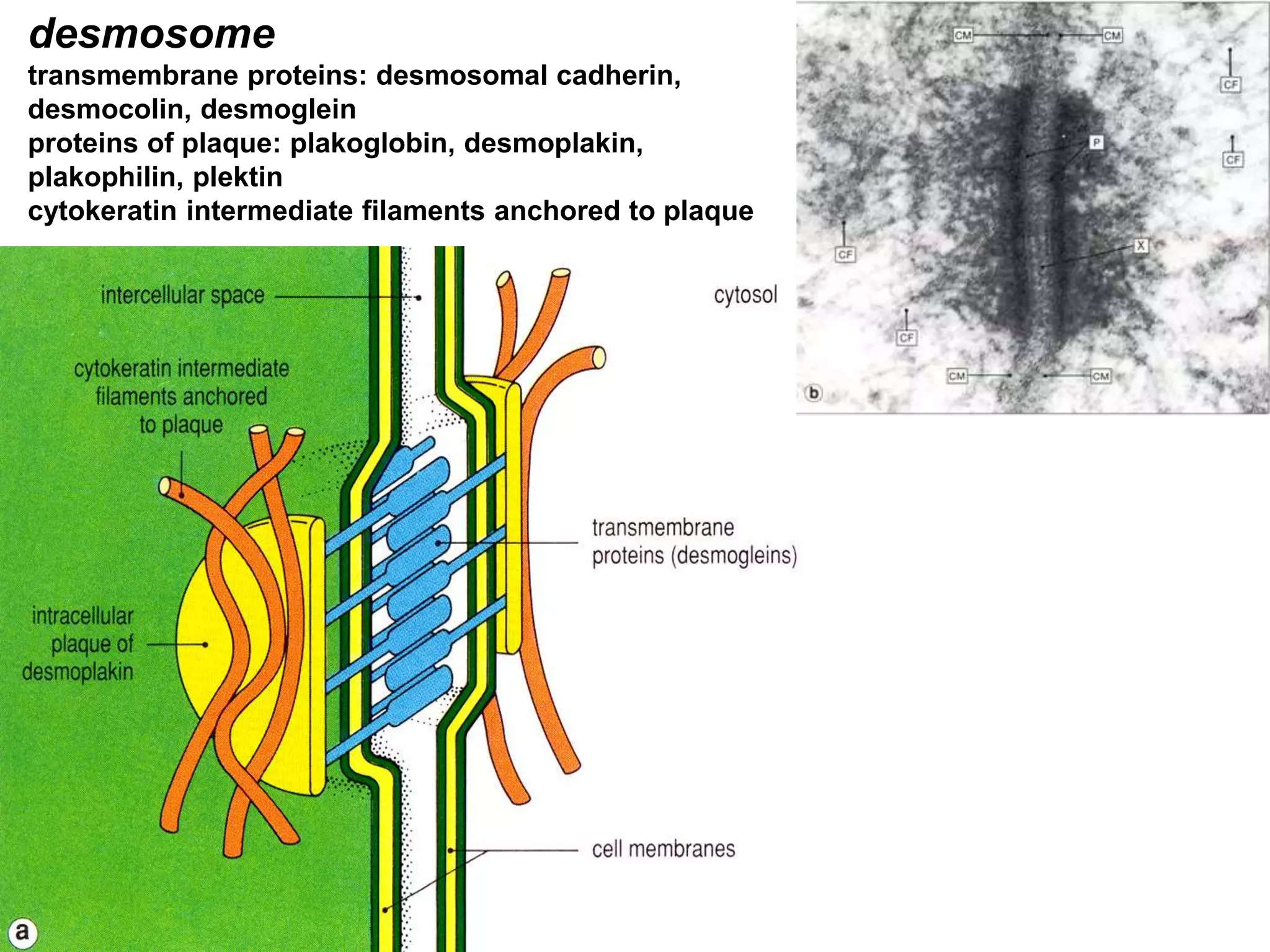 Plasma membrane : cell biology | PPTX