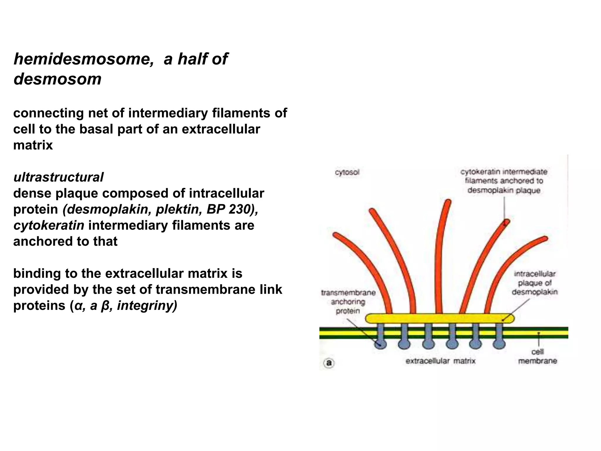Plasma membrane : cell biology | PPTX