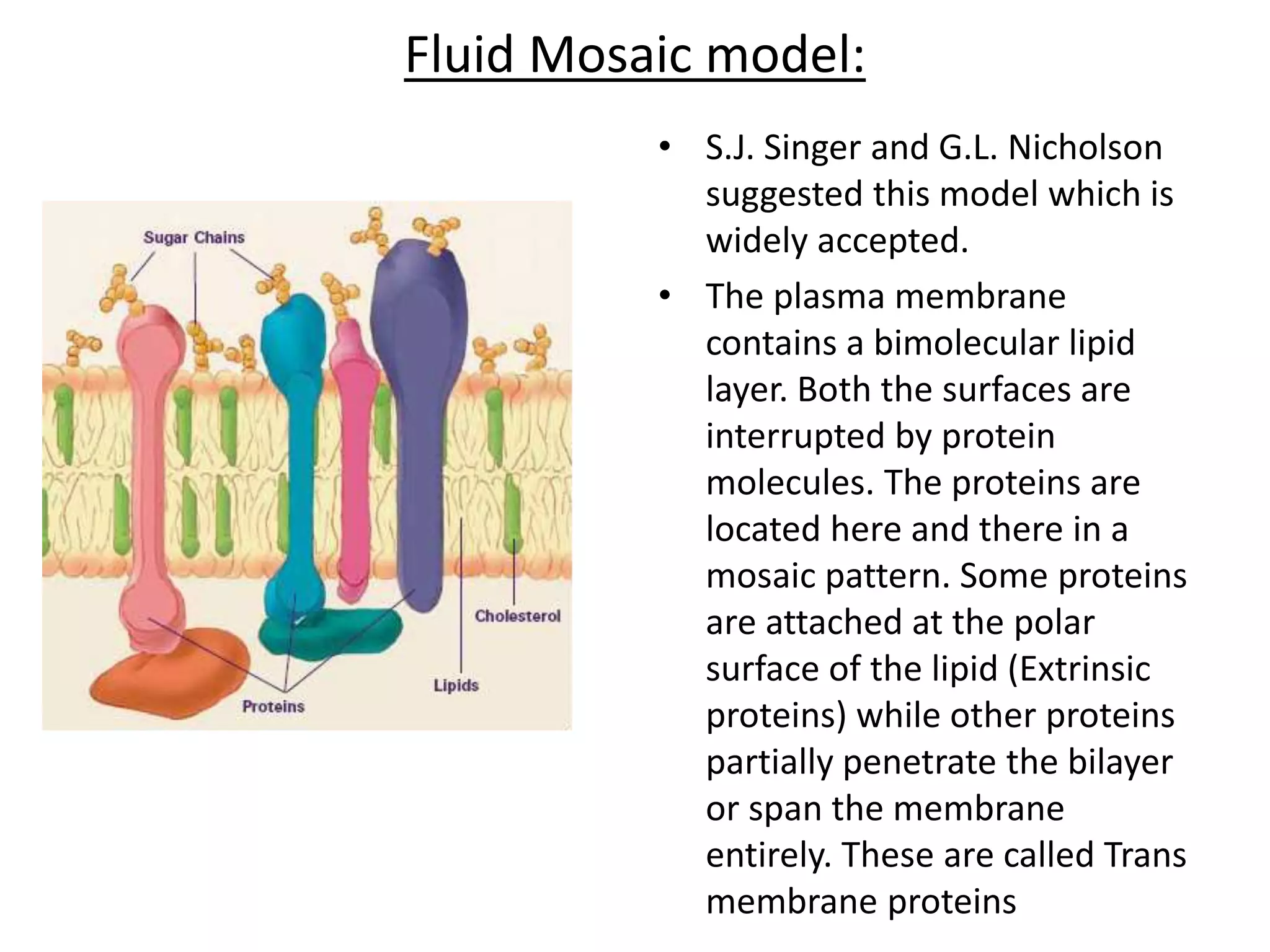 Plasma membrane : cell biology | PPTX