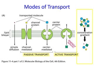 Plasma membrane : cell biology | PPTX