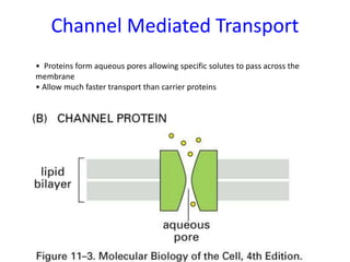 Plasma membrane : cell biology | PPTX