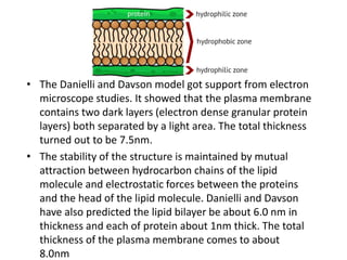 Plasma membrane : cell biology | PPTX