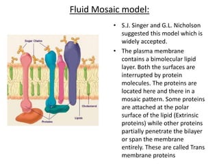 Plasma membrane : cell biology | PPTX