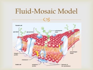 Plasma membrne | PDF