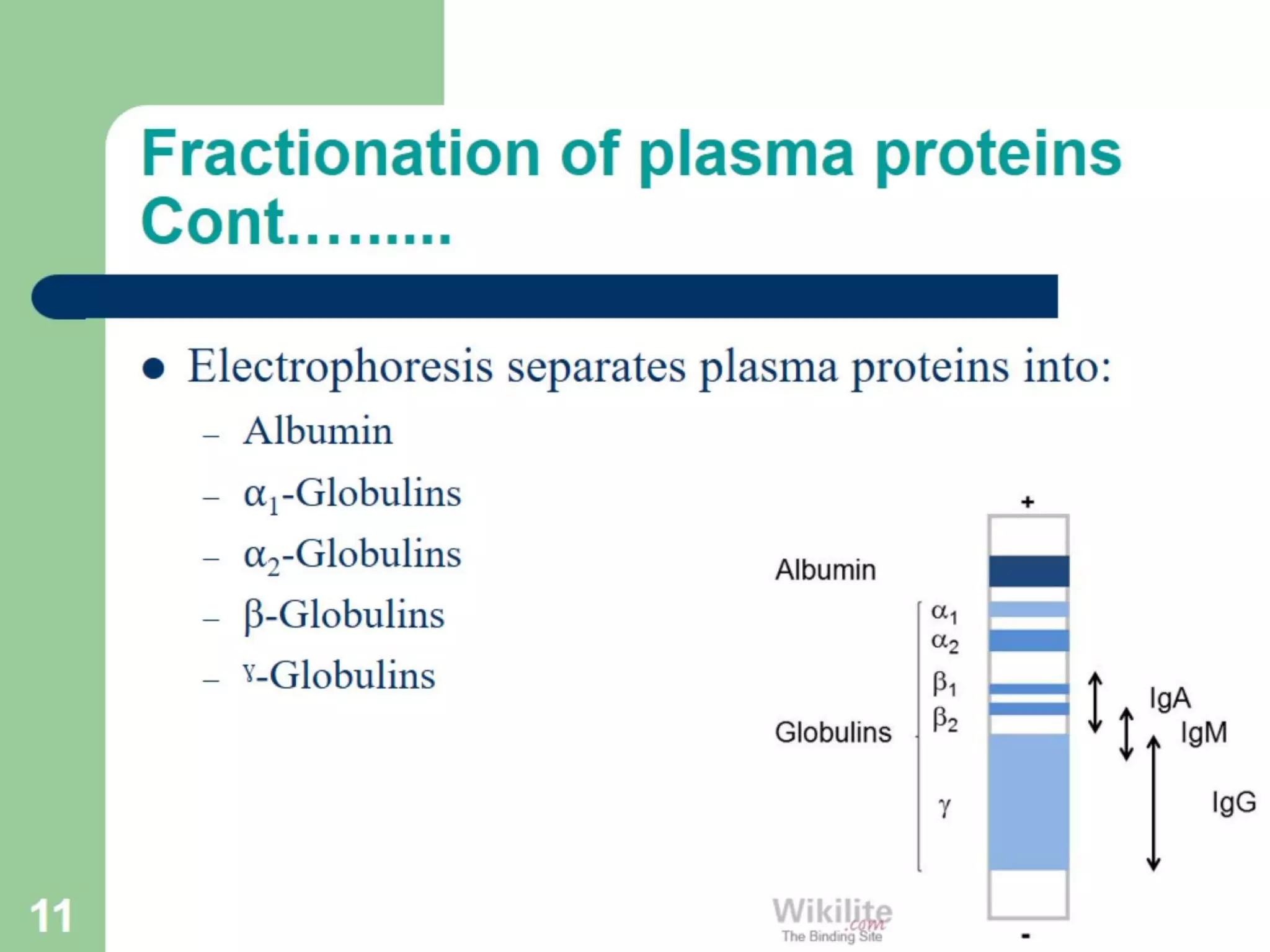 Plasma Proteins (Biochemistry) | PDF