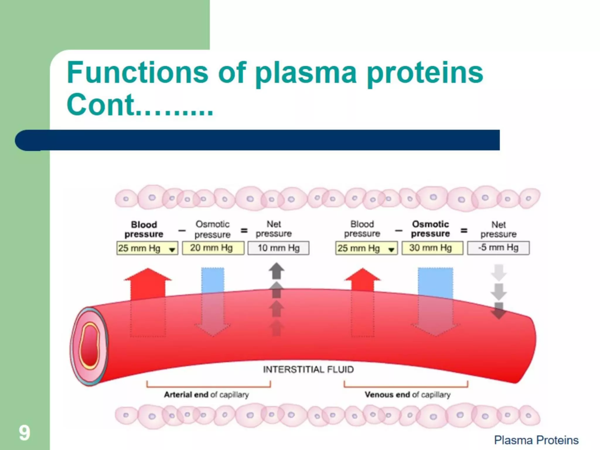 Plasma Proteins (Biochemistry) | PDF