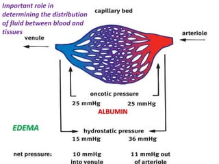 plasma proteins, classification and functions.pptx