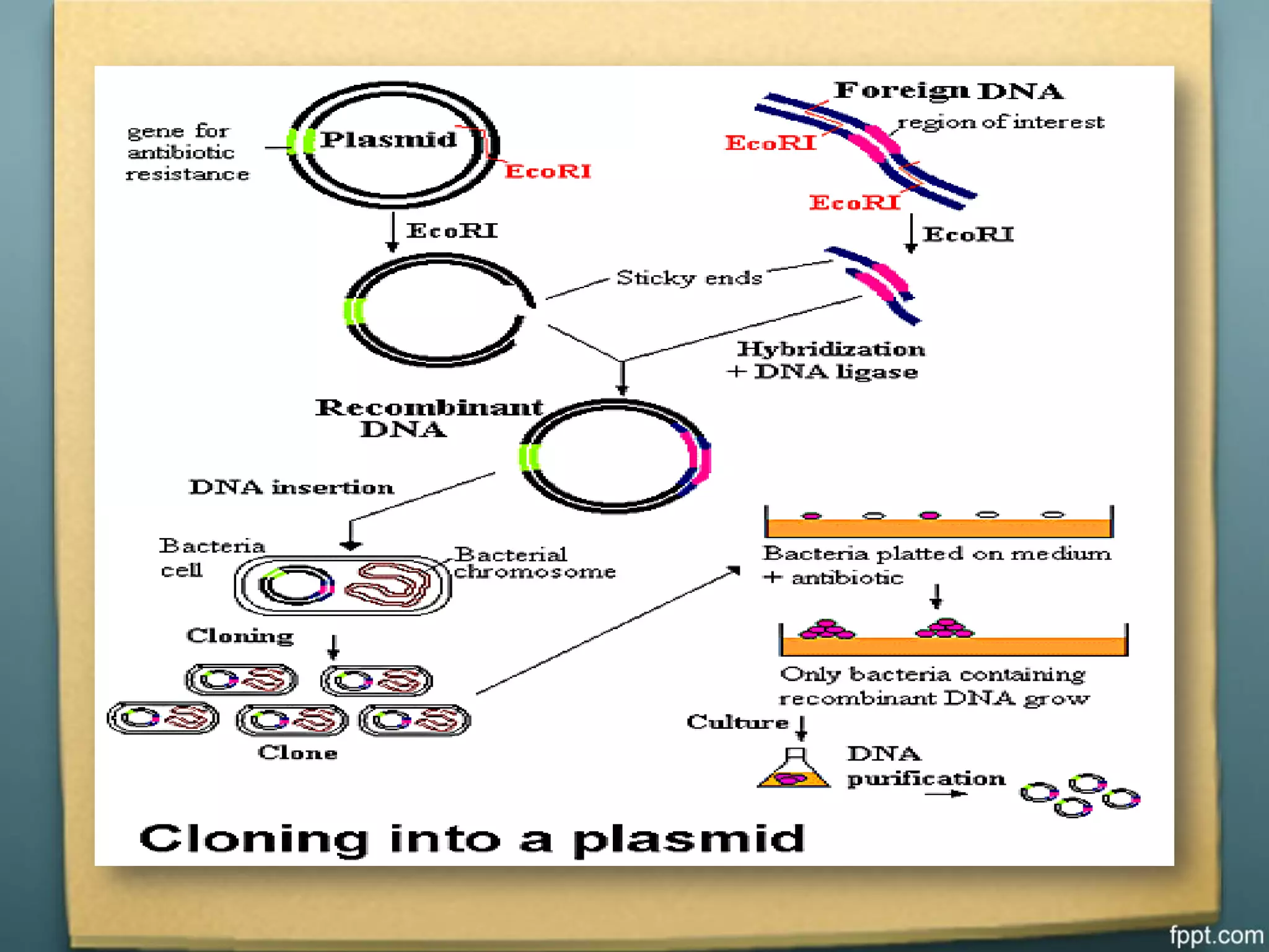 Plasmid | PDF