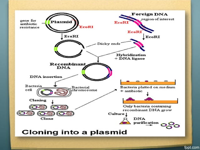 Plasmid | PDF | Genetics | Science