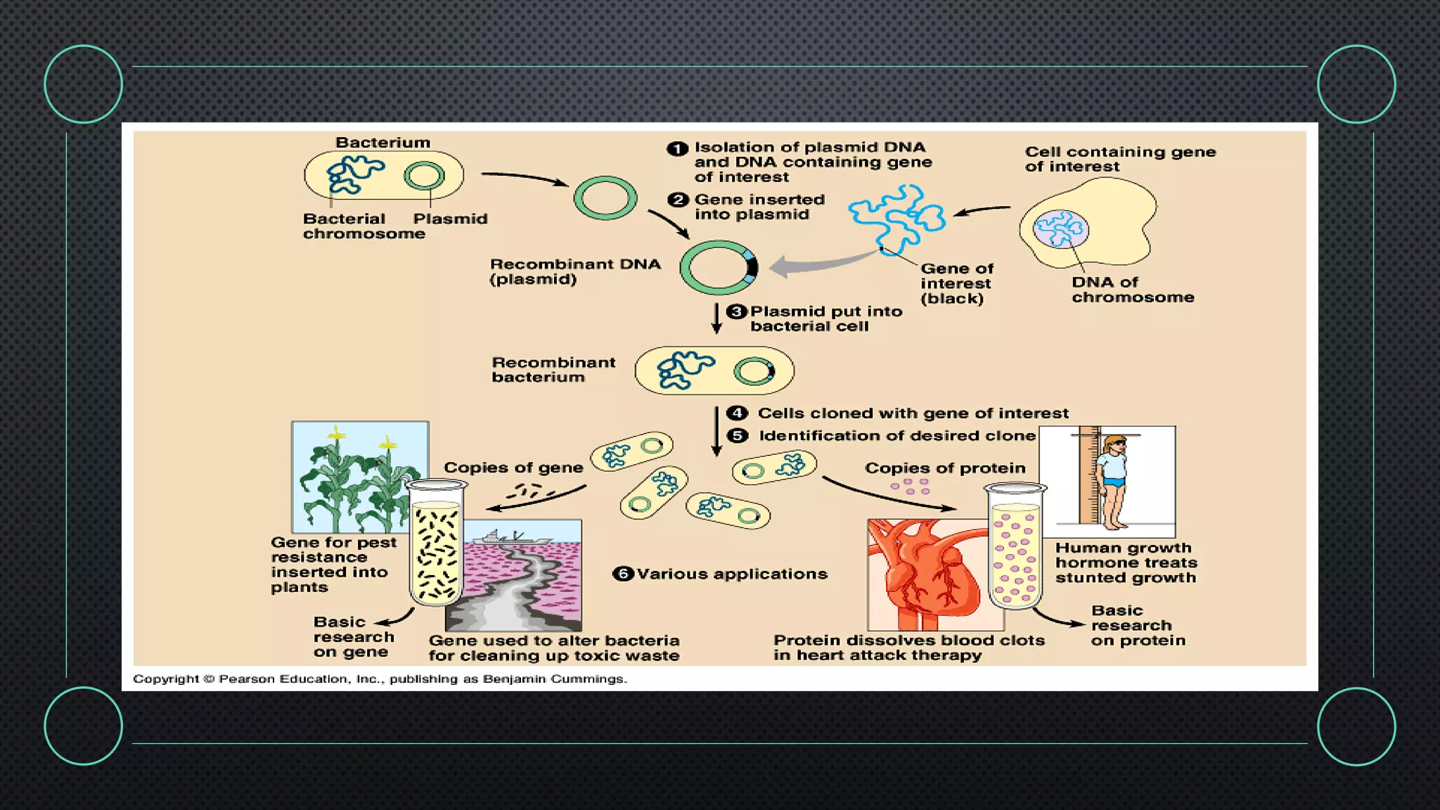Plasmid | PDF