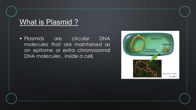 Plasmid | PPT