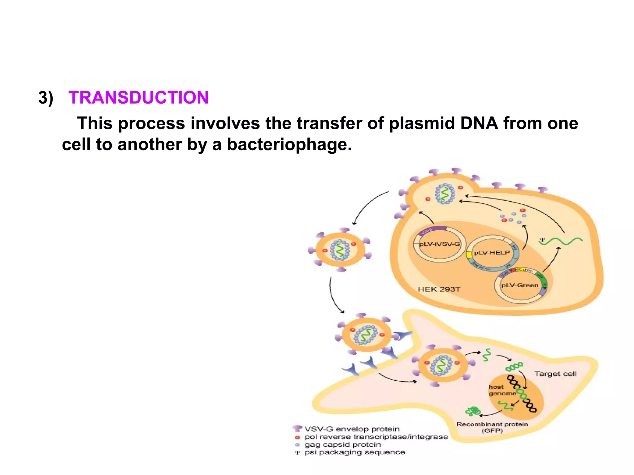 Plasmid | PPT