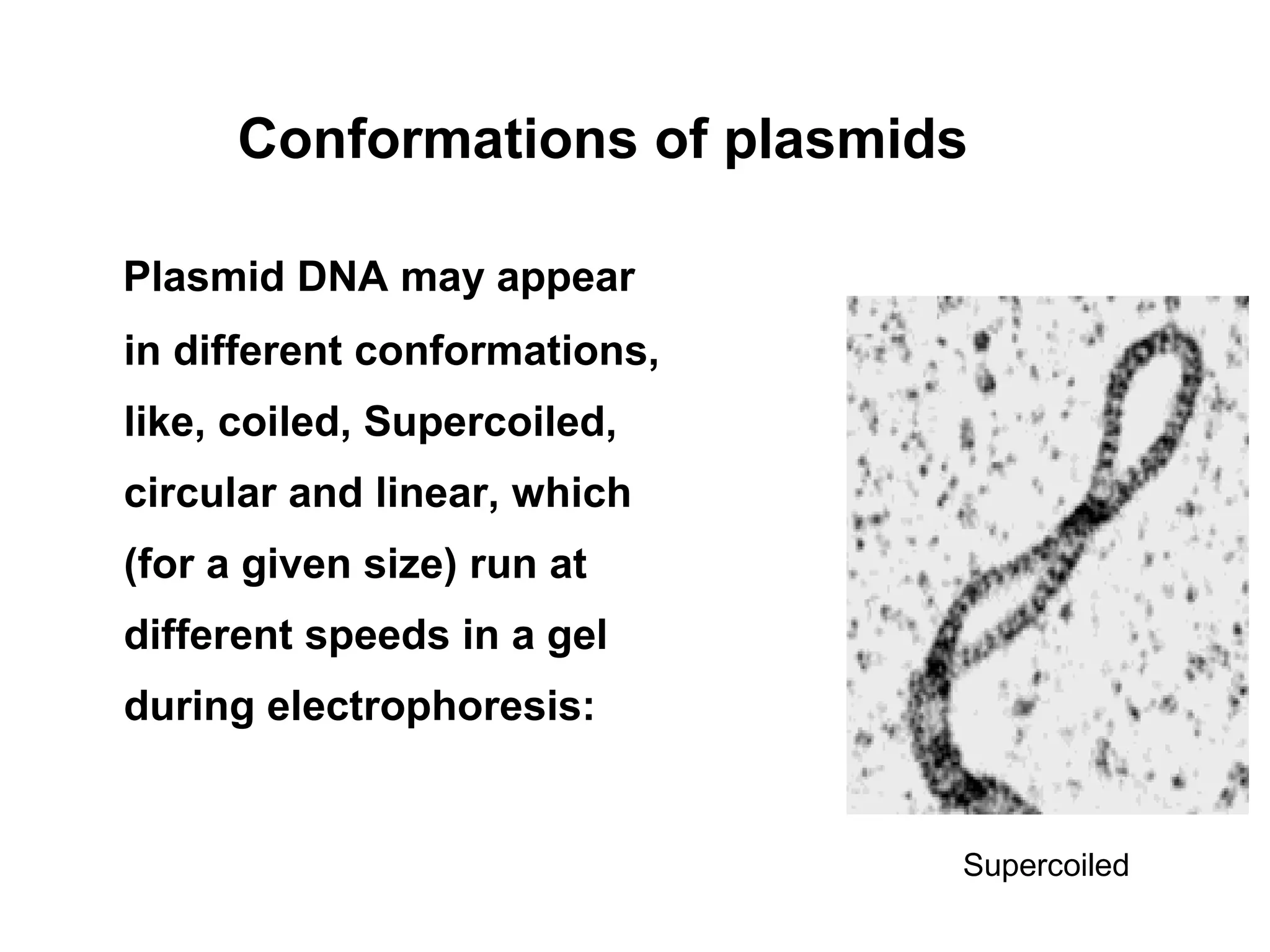 Plasmid | PPT