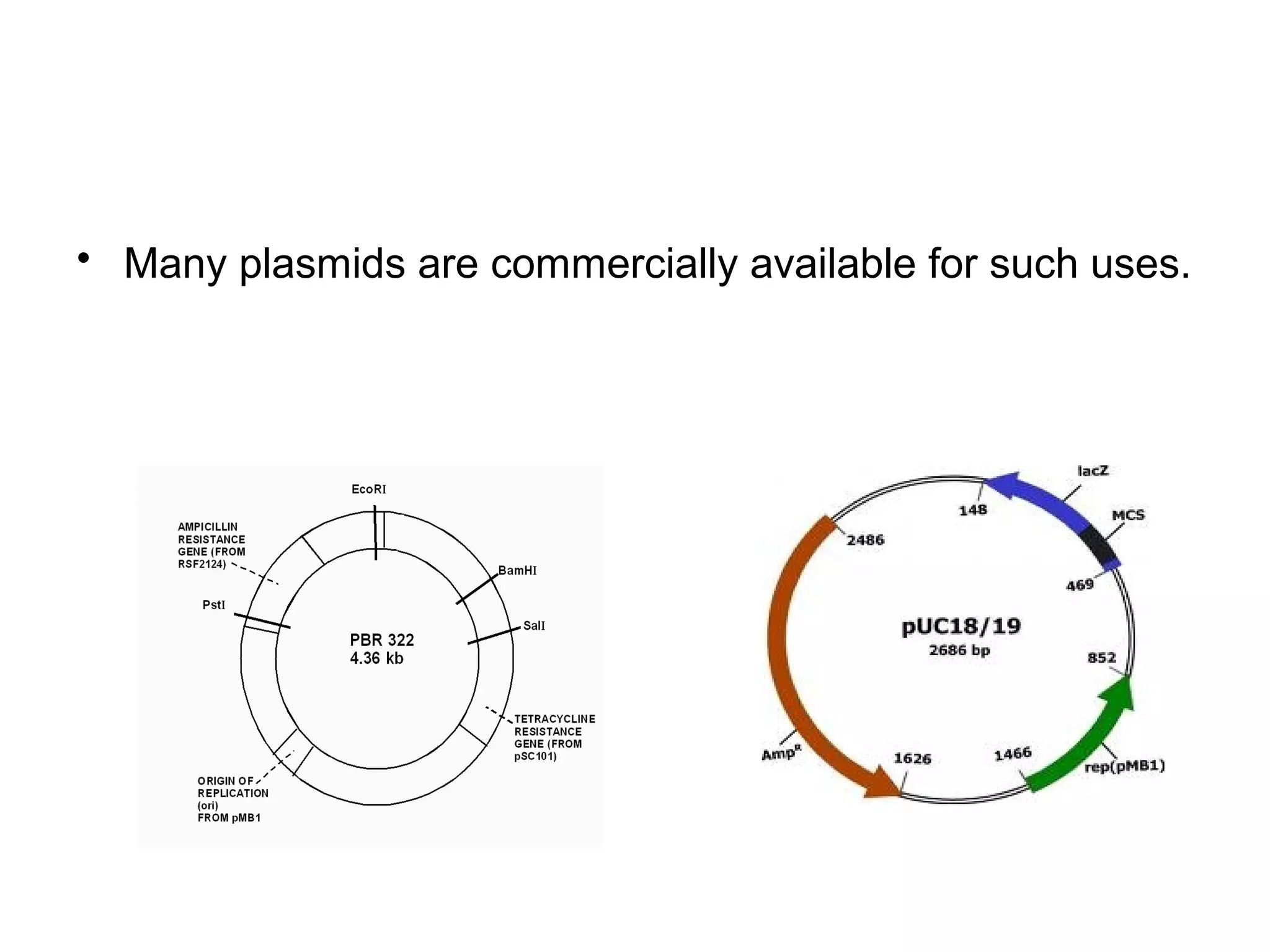Plasmid | PPT