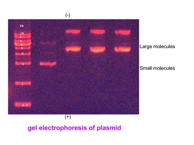 Plasmid | PPT | Biotech and Biomedical Industry | Industries