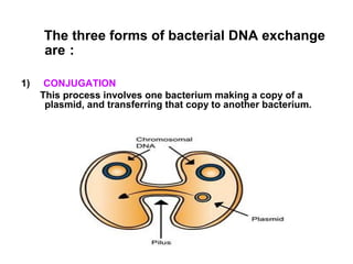 Plasmid | PPT